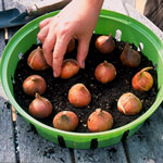 Go Gardening - Helping New Zealand Grow - Garden Inspiration, tips and ...