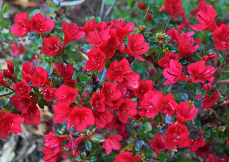 Go Gardening - Helping New Zealand Grow - Garden Inspiration, tips and ...