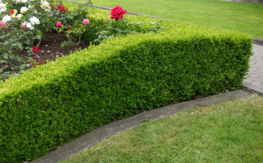 Go Gardening - Helping New Zealand Grow - Garden Inspiration, tips and ...