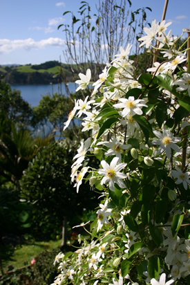Go Gardening - Helping New Zealand Grow - Garden Inspiration, tips and ...