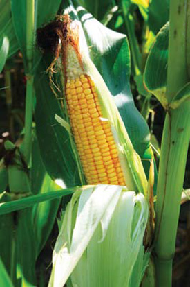 Go Gardening - Helping New Zealand Grow - Garden Inspiration, tips and ...