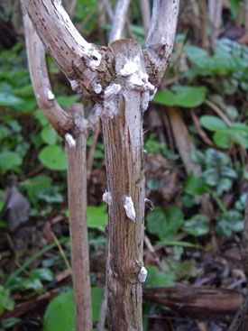 Go Gardening - Helping New Zealand Grow - Garden Inspiration, tips and ...