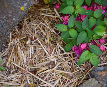 Go Gardening - Helping New Zealand Grow - Garden Inspiration, tips and ...